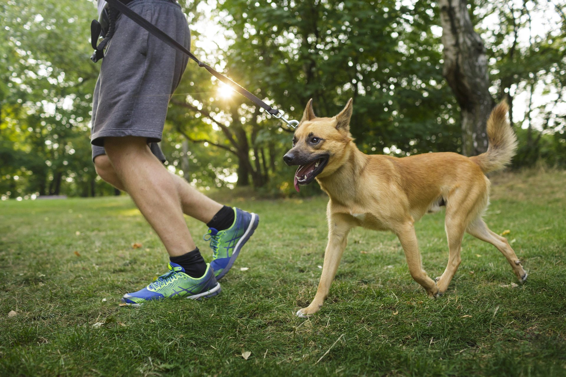 Gelbe Schleife am Hund gesehen? Darum solltest du jetzt Abstand halten