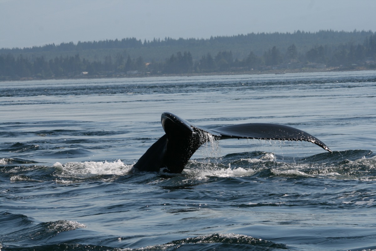 Gray whales made a comeback, and now the food is disappearing