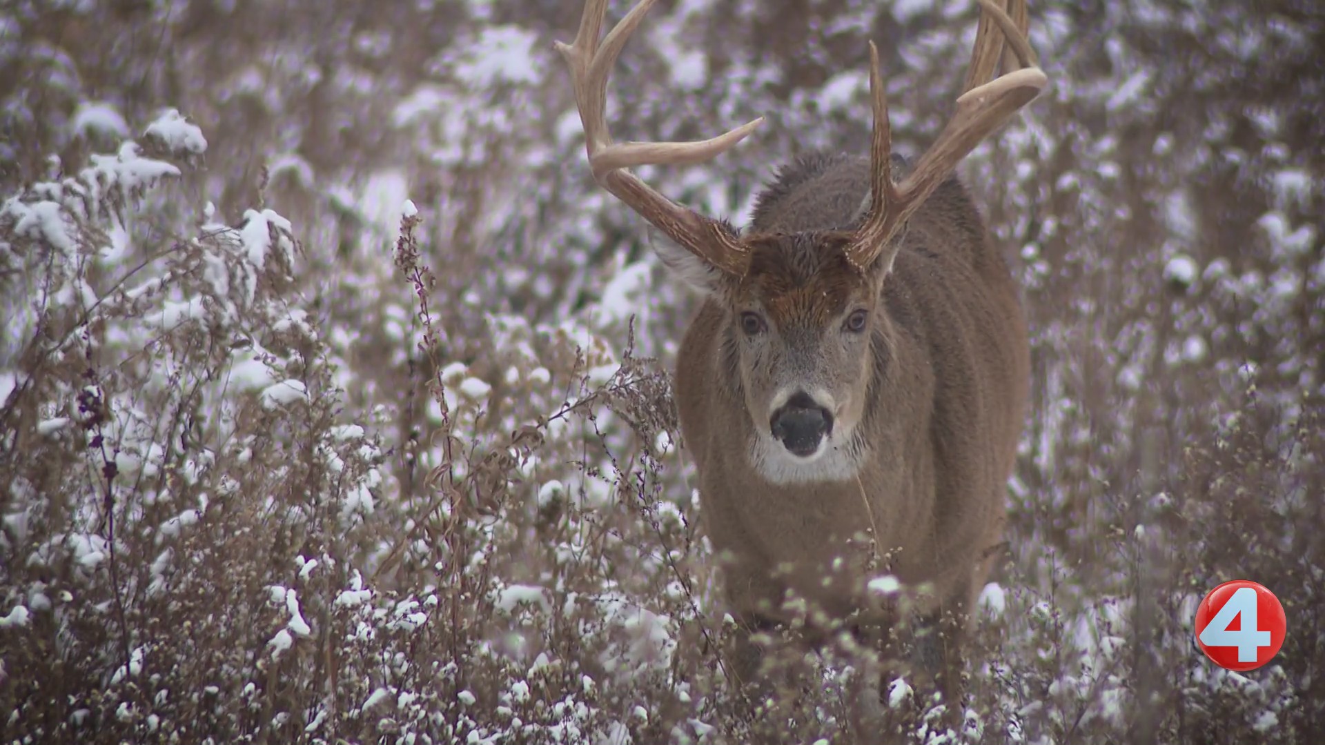 County executive veto of youth hunting bill overturned