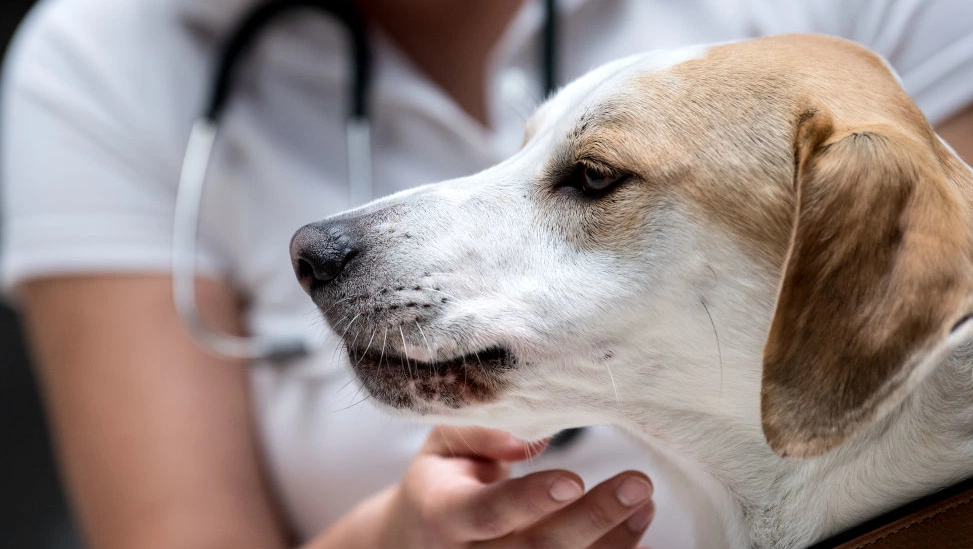 Vets list 8 urgent dog health warning signs to watch