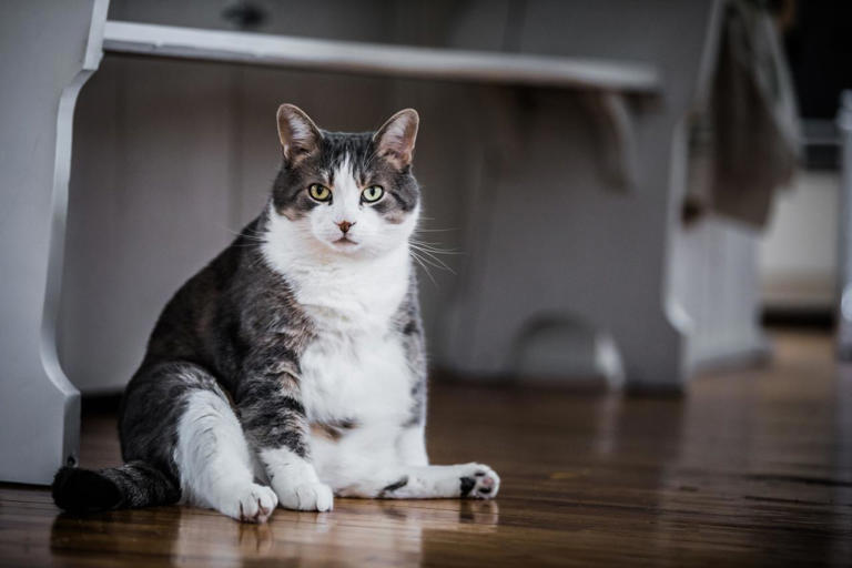 Preto, branco ou filhote: a cor do gato pode mudar o significado do sonho