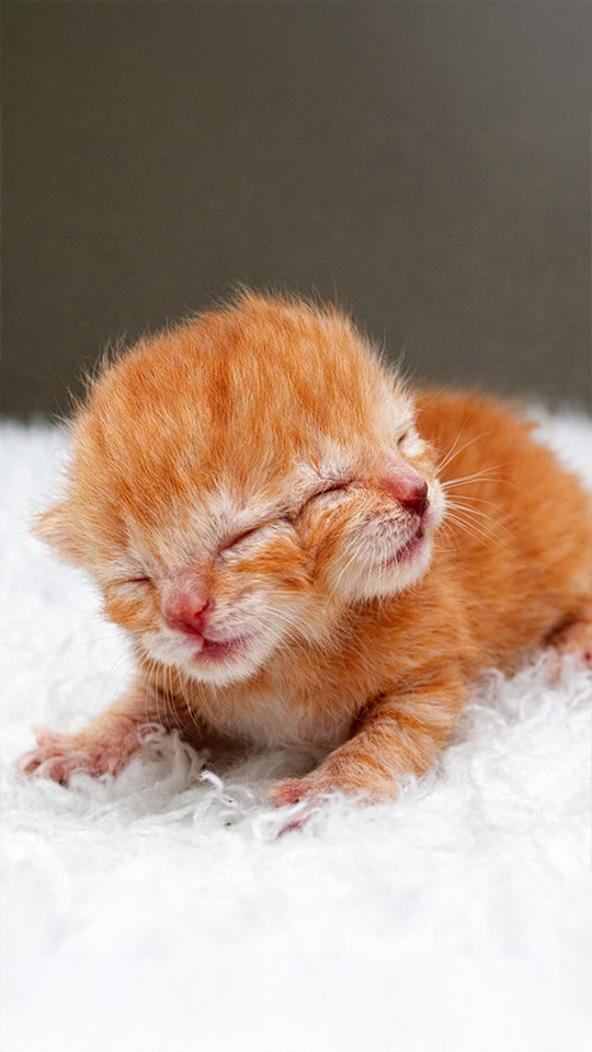 Cat born with rare condition