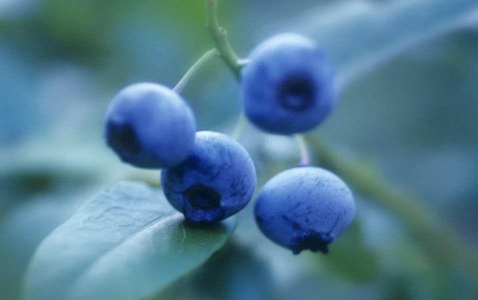 Rare Himalayan blueberry rediscovered in Arunachal after 188 years