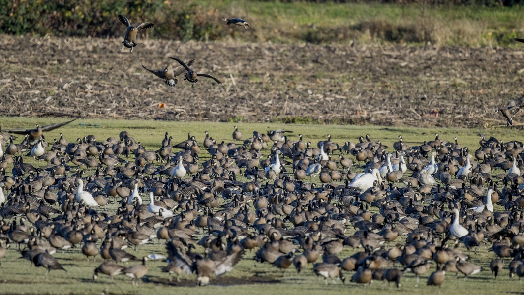 Studies show human presence alters bird movement patterns