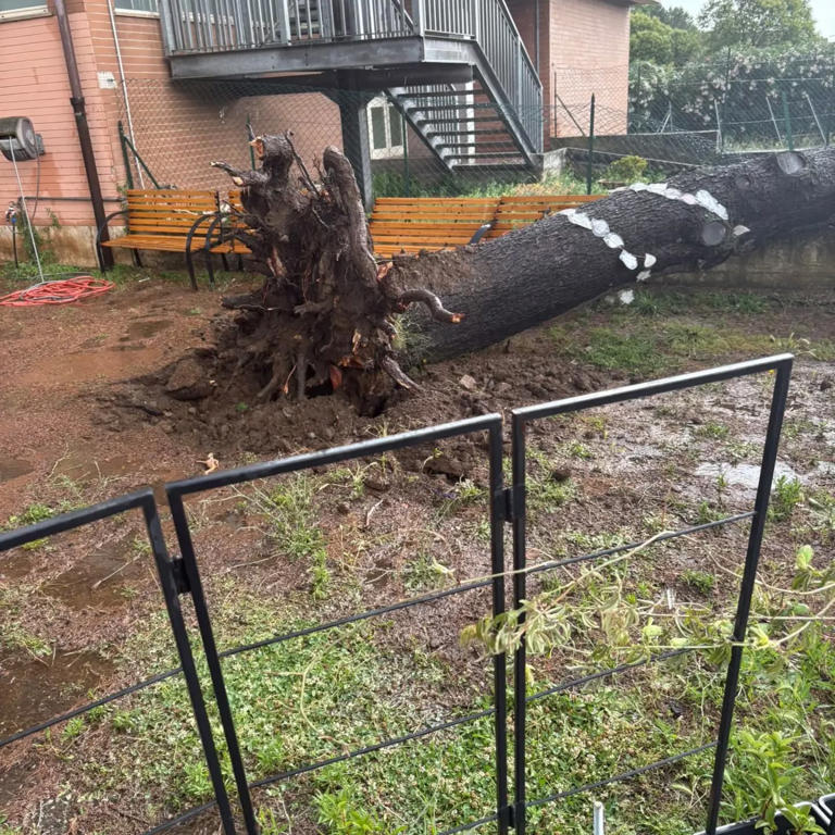 Cade un albero nel cortile di una scuola a Roma: tragedia sfiorata