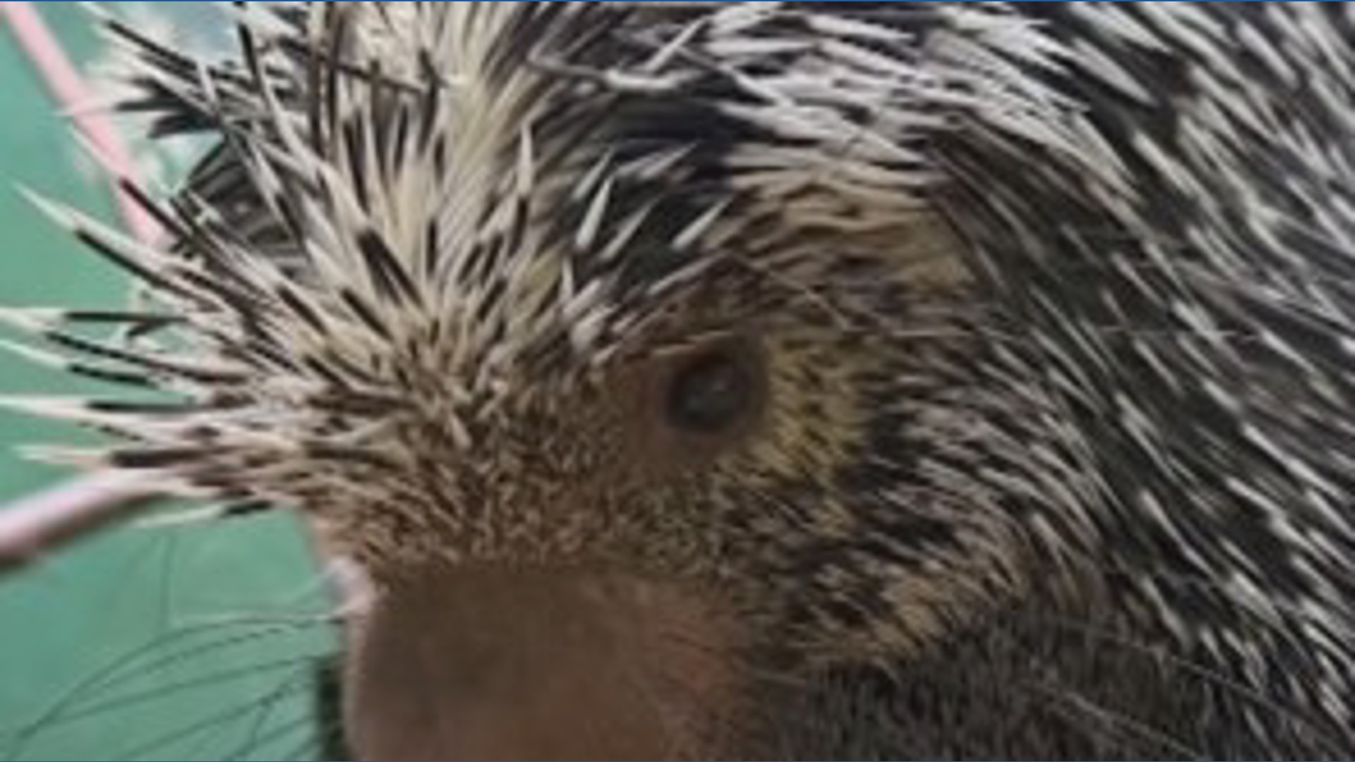 Smithsonian Zoo welcomes baby porcupine