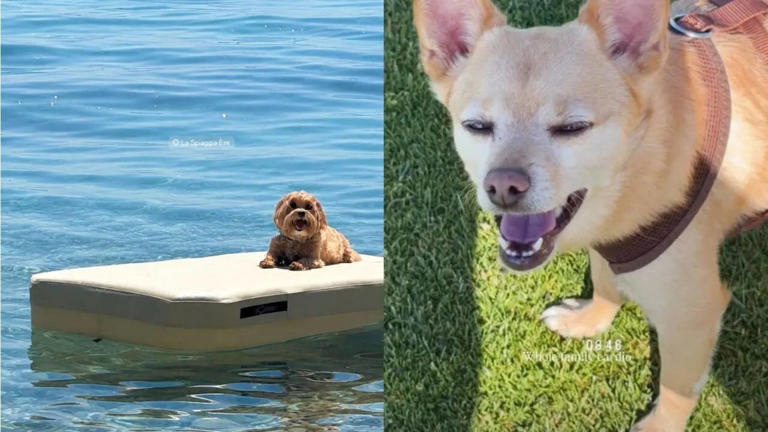 Jake Dennis enjoys yacht trip with friends as Lexi Grace Boosey goes on ...