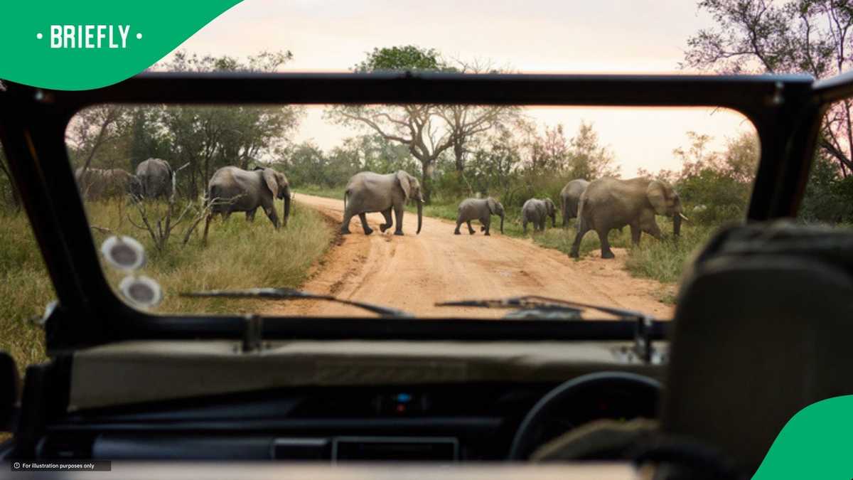 Video: Elephant's surprising charge at tourists at South Post at Kruger ...