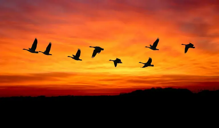Why a moving water feature is the ultimate magnet for migrating birds