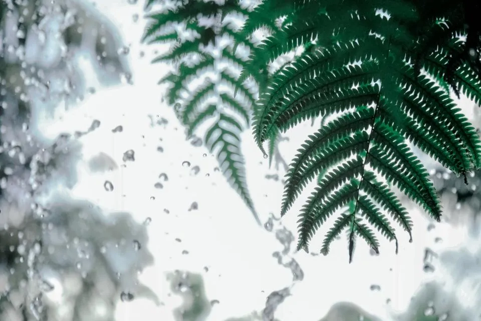 What your go-to fern says about your patience and attention to detail