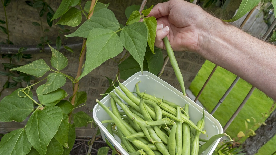 Southern green beans bring focus to village cooking