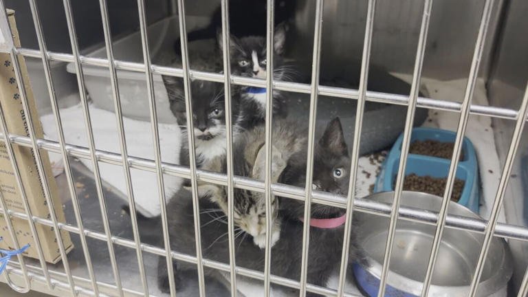 ‘We said yes:’ Non-profit takes in more than 40 kittens exposed to ...