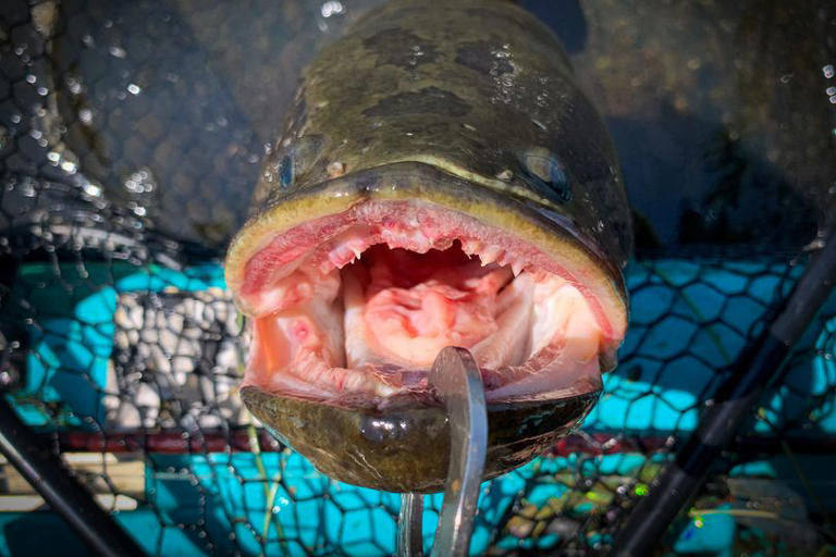 Invasive fish that can 'walk across the road' found in New York lake