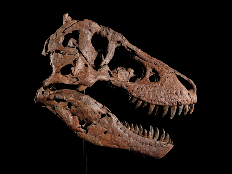 Most complete T rex fossil to fetch up to $30 million at auction