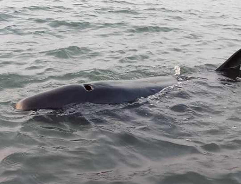 False killer whale still alive after 20 hours stranded off Calapan