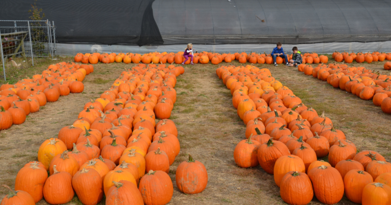 This Long Island farm lets you fill buckets with fresh berries