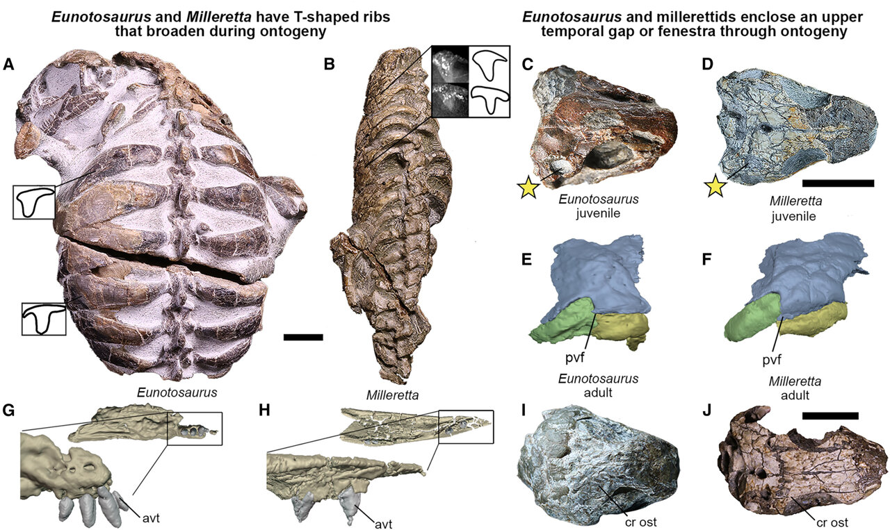 Turtles finally have a place in the tree of life thanks to an X‑ray ...