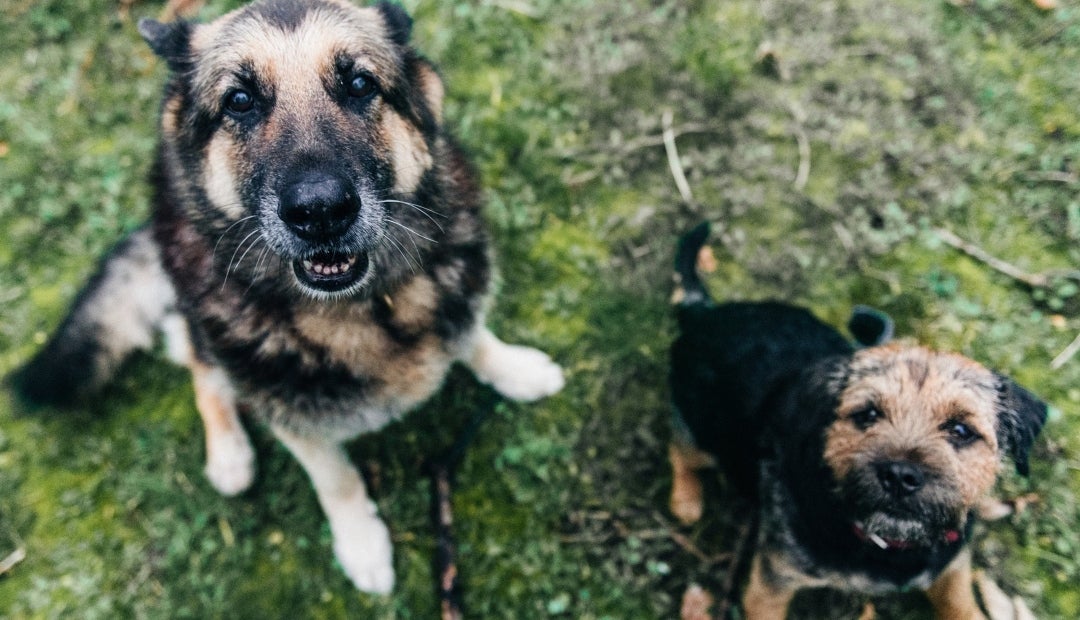 Día Mundial del Perro sin Raza, estas son las recomendaciones para su ...