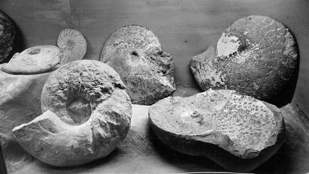 Kansas boy to display 80-million-year-old fossil at fair