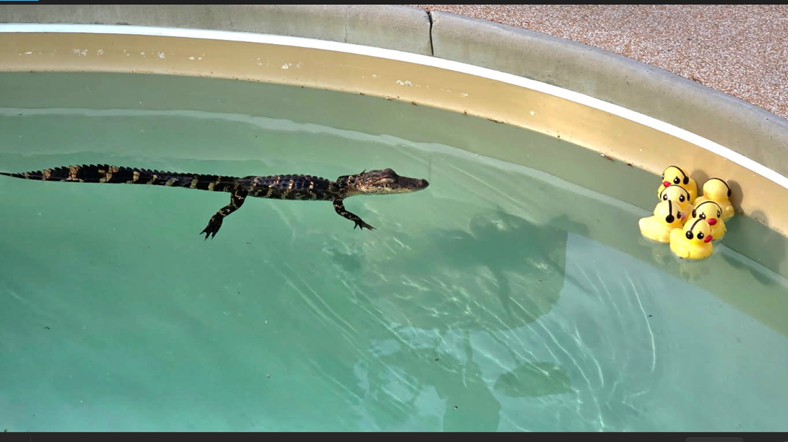 Young alligator shows up in NC man's pool and refuses to leave. 'He's ...