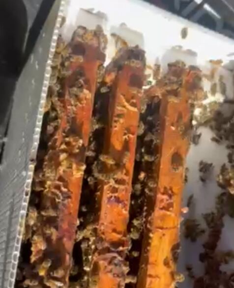 Bee swarm causes a buzz at a local restaurant