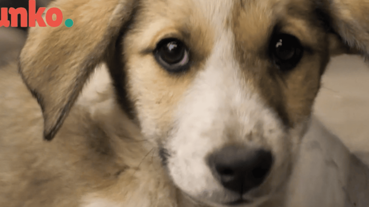 Dia mundial del perro sin raza: razones por las que debes de darle un ...