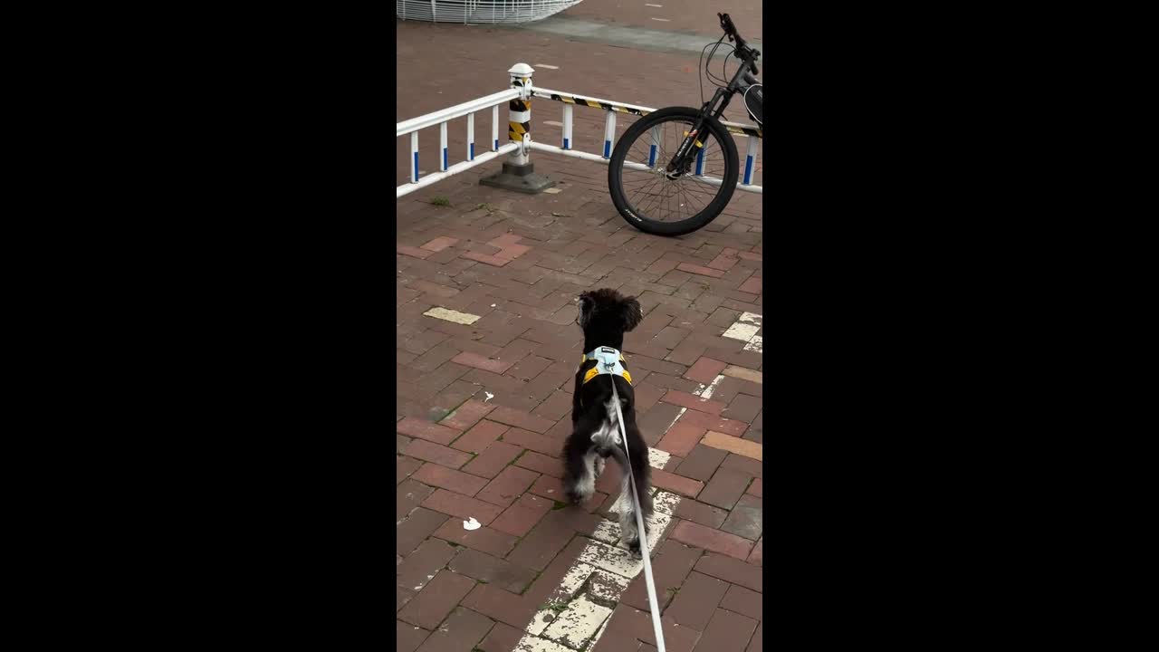 Dog hilariously jumps over low railing while on leash in Henan, China