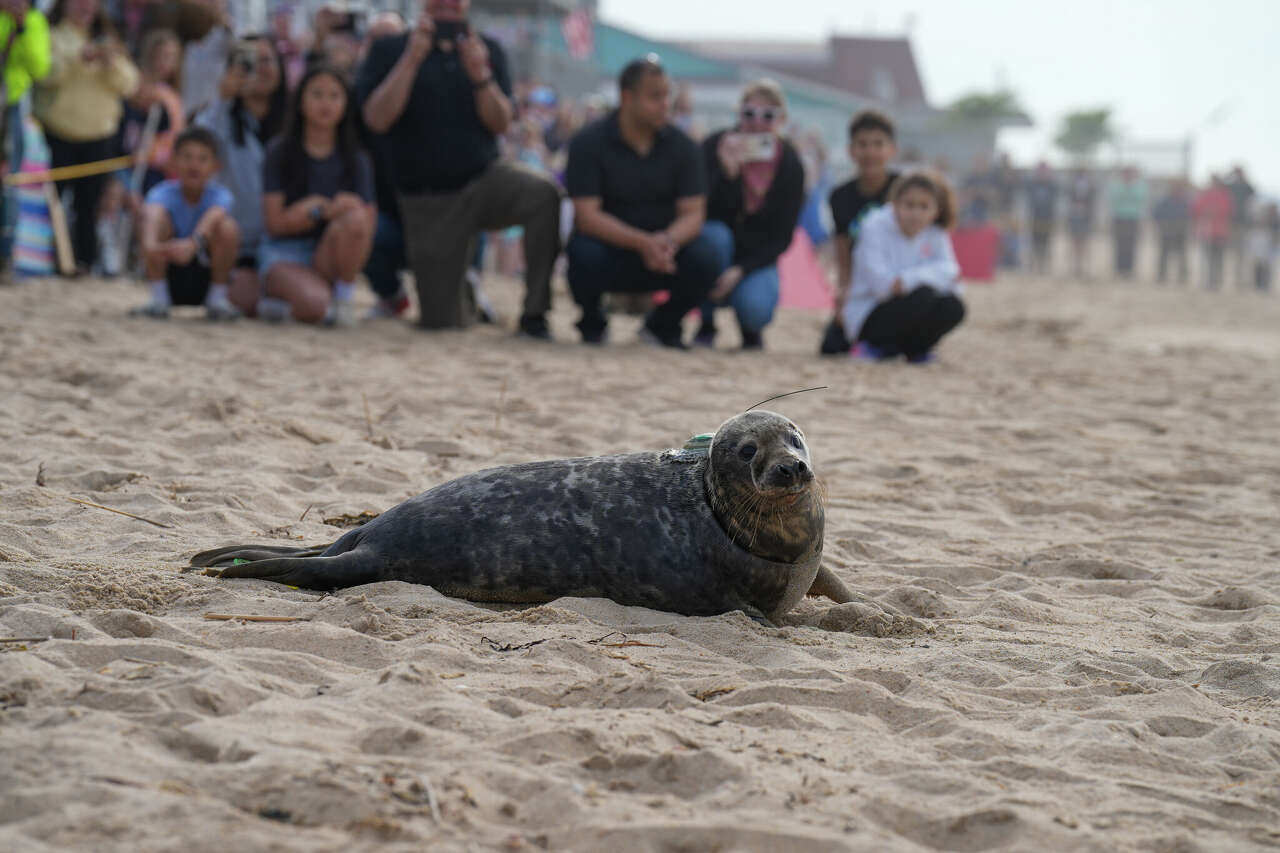 Mystic Aquarium releases Cannoli the gray seal at Rhode Island beach ...