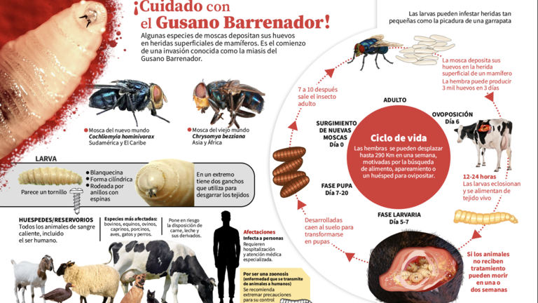 Gusano barrenador en CDMX: fotos de la larva para identificarla