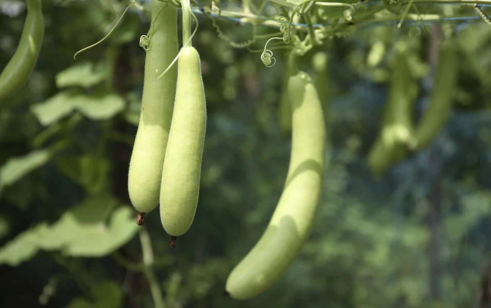 Bottle gourd recipes to fall in love with this summer