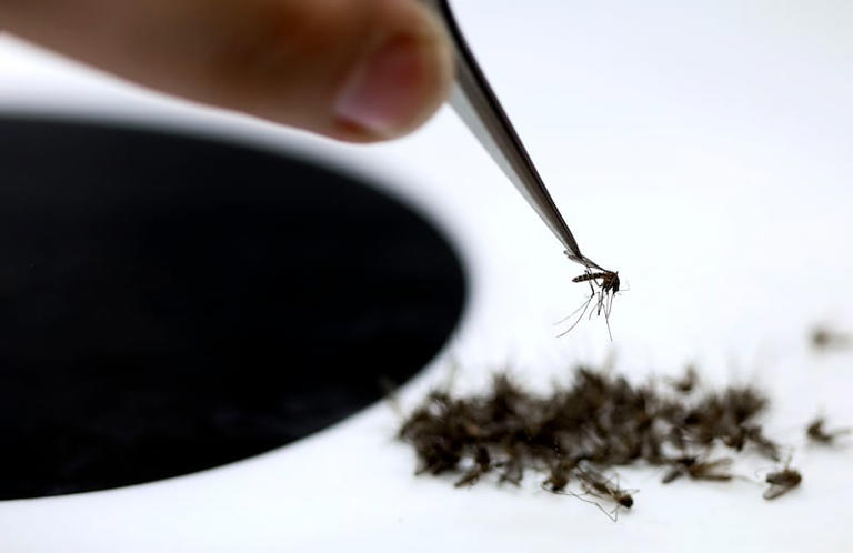 Mosquitoes might outsmart humans by liking DEET