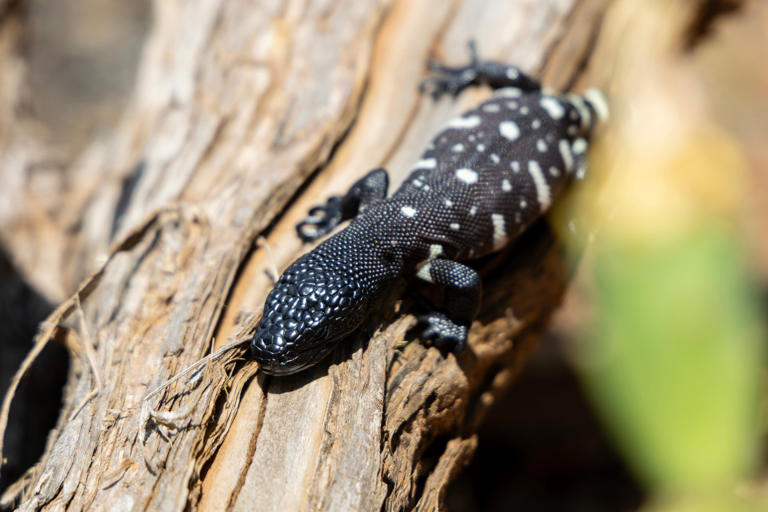 Guatemalan bearded lizards hatch at Zoo Atlanta