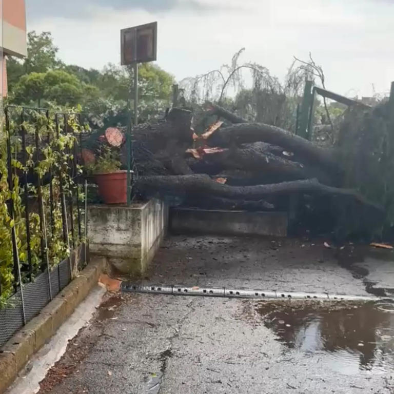 Cade un albero nel cortile di una scuola a Roma: tragedia sfiorata