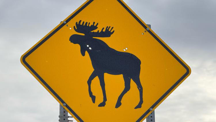 Person seriously hurt in Colorado moose attack