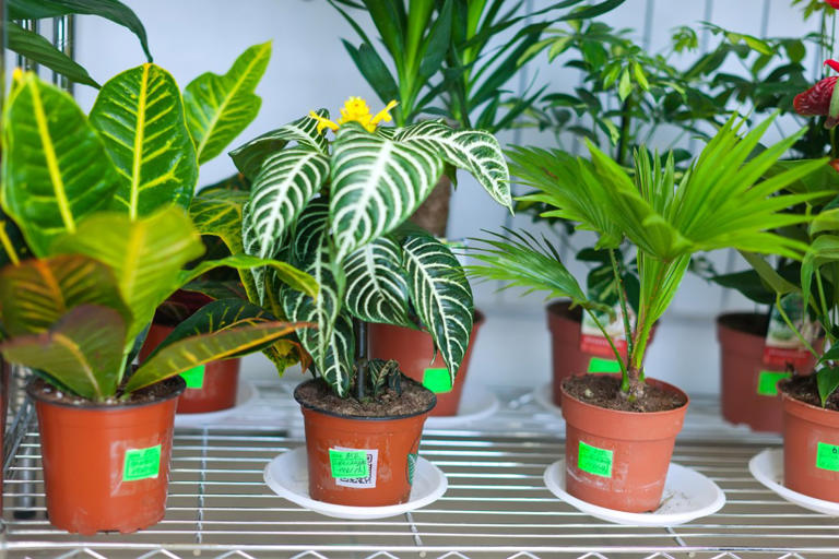 How to grow zebra plant