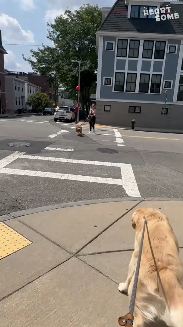 Cute dog best friends reunite during walk