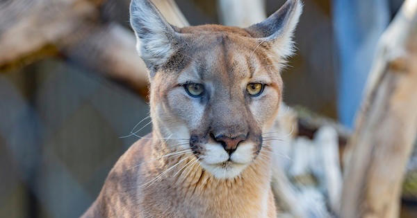 Florida's wildlife corridor model could go national