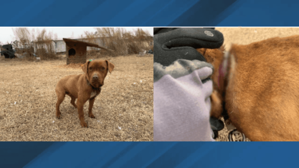 Judge orders probation, animal ban and $1,600 restitution to PETA in ...