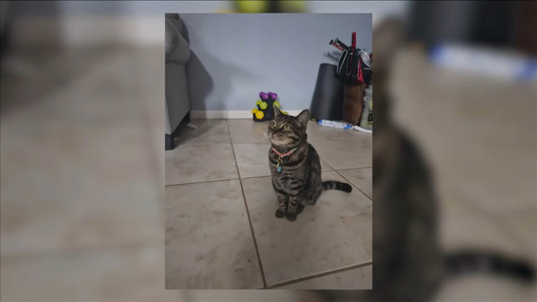 Shocking moment Amazon delivery driver snatches family’s beloved cat ...