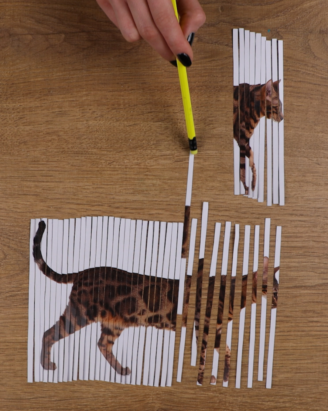 Une illusion d'optique miaou-gique 🐾