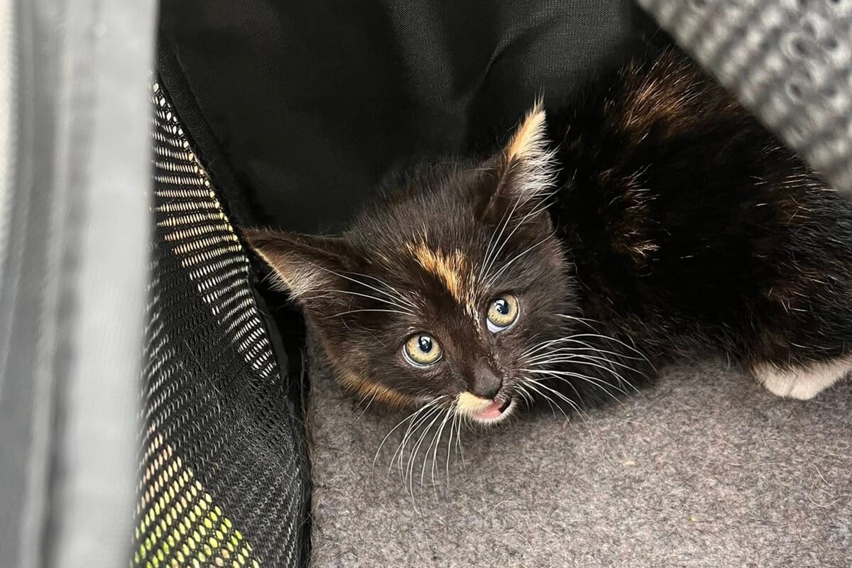 Kitten miraculously survives an accidental 100-mile joyride!