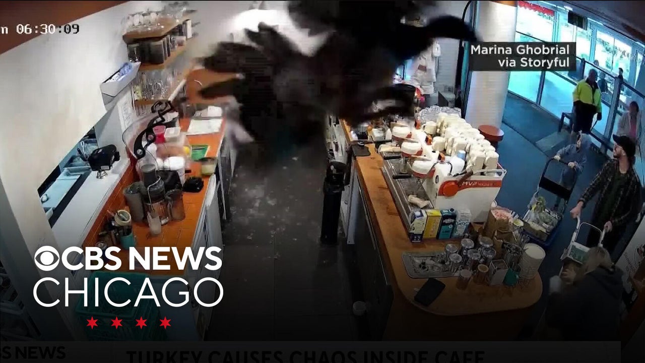 Surveillance video shows glass-shattering wild turkey chaos inside ...