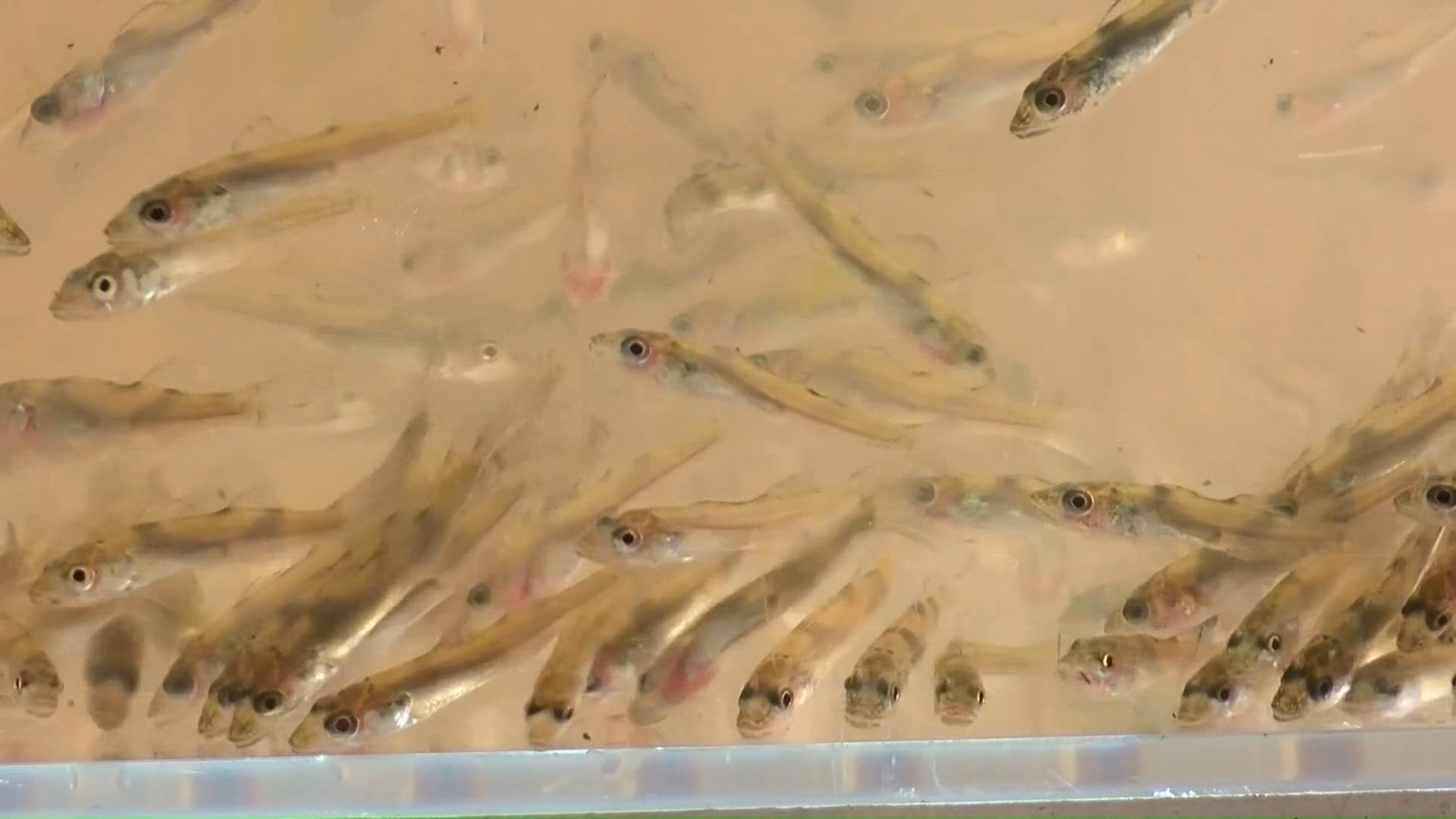 Sandusky River restocked with sauger fish