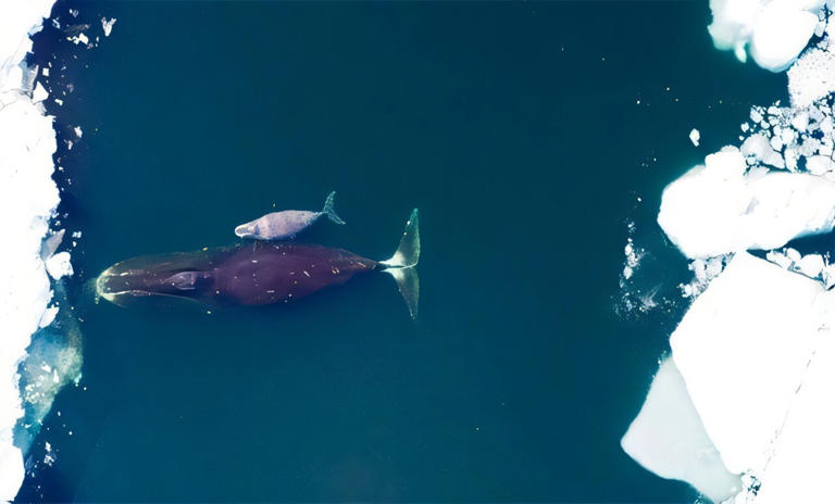 How do you know a bowhead whale is feeding? It's all in the way it ...