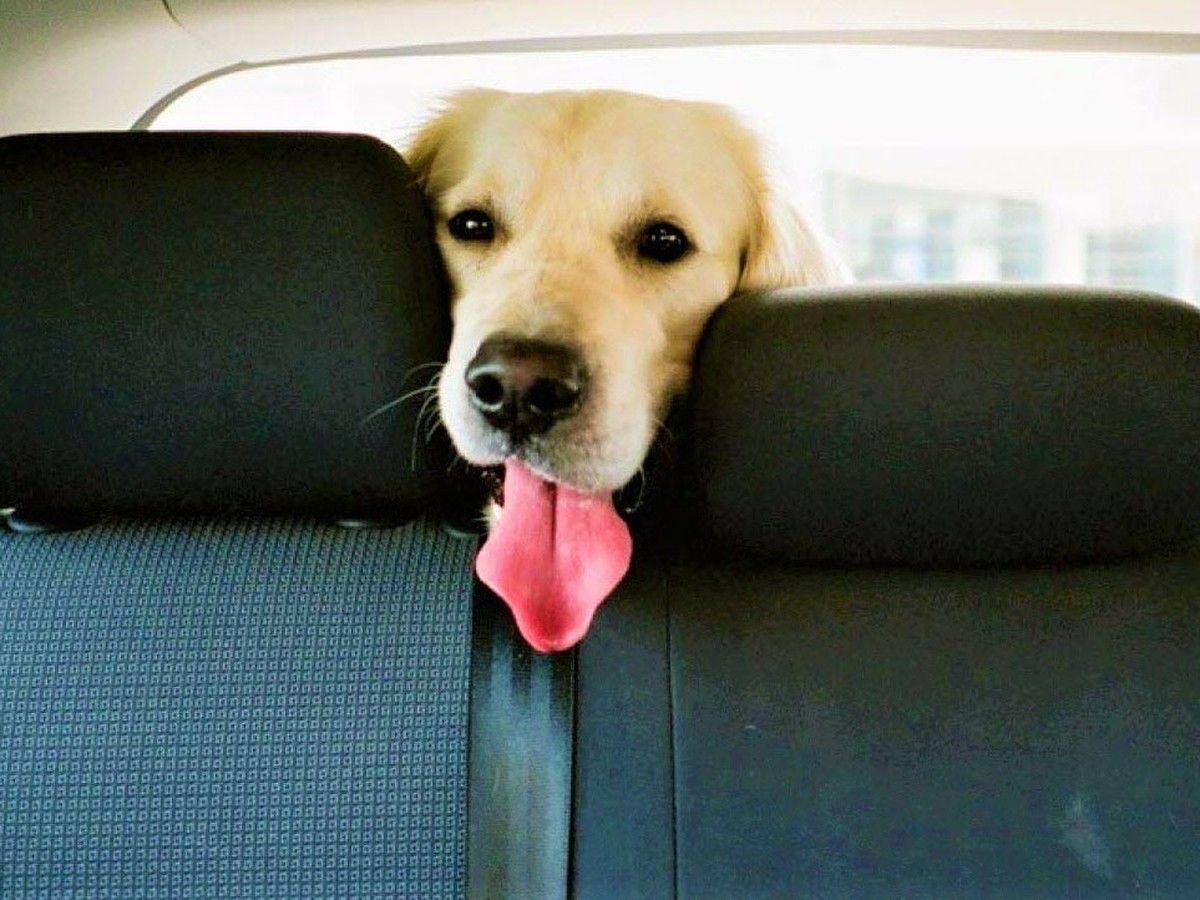 Coquitlam woman fined $500 for leaving two dogs in hot parked car