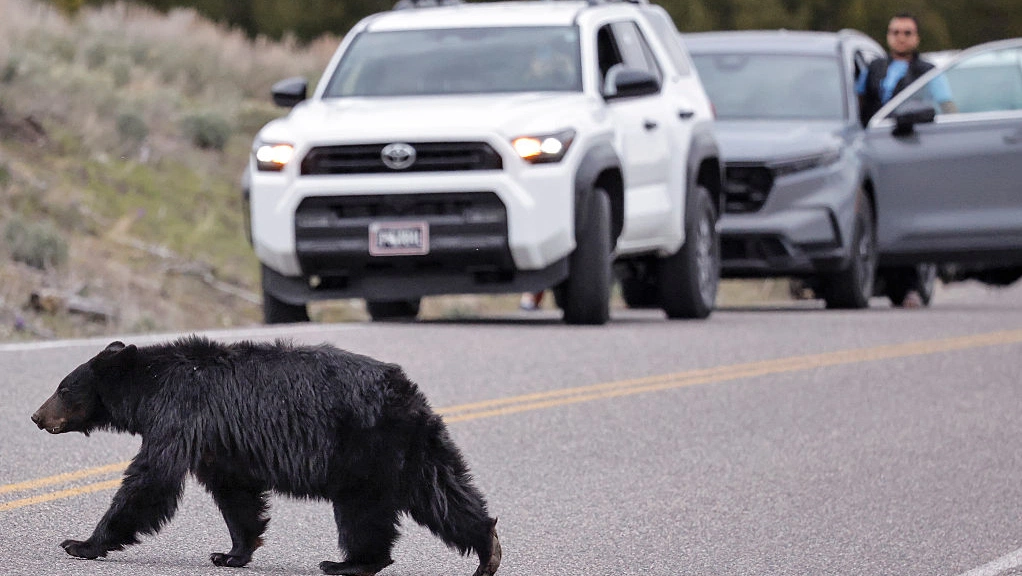 MMA fighter killed in rare black bear attack in Canada