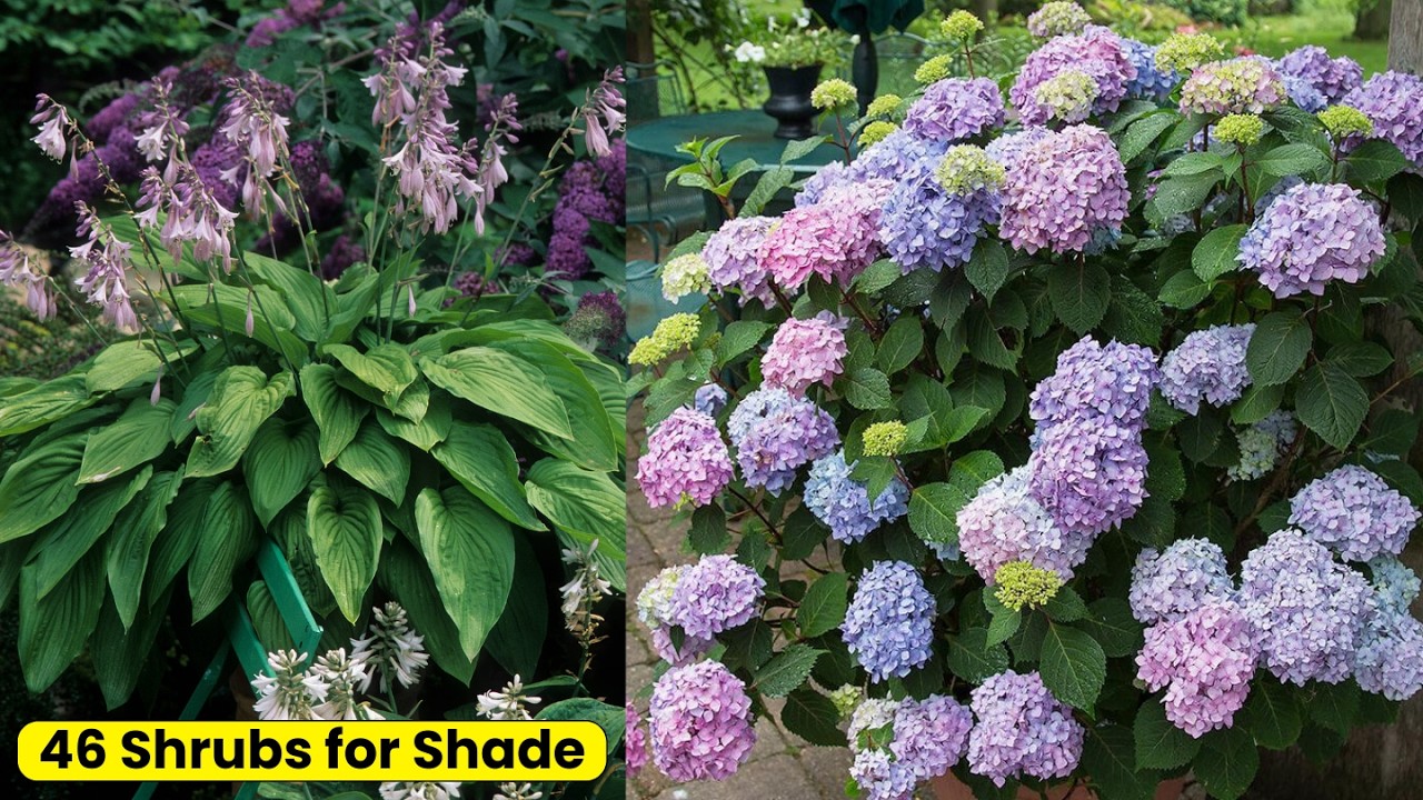 Transform dark garden spaces with shade loving shrubs