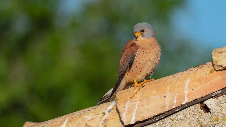 A tiny falcon just logged a brand-new breeding range in South America ...