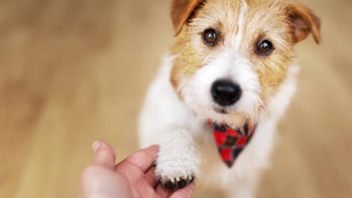 Why your dog gives you his paw without you asking: The meaning ...
