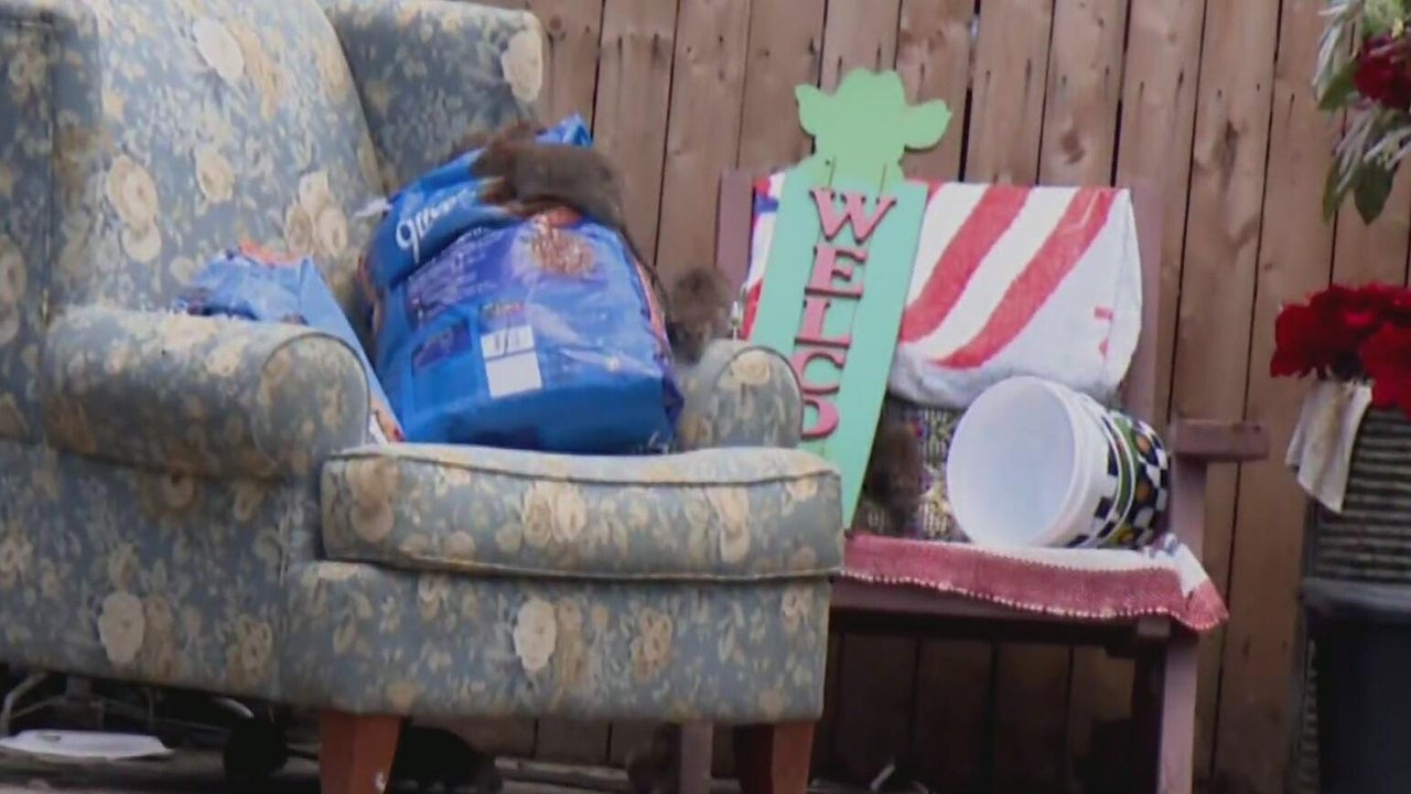 Residents in Pennsylvania township say they're overrun by rats from ...